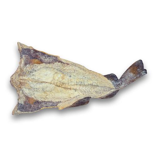 Bone-In Salted Ling Fish Case | Seafood & Fish | Pricesmart | St ...